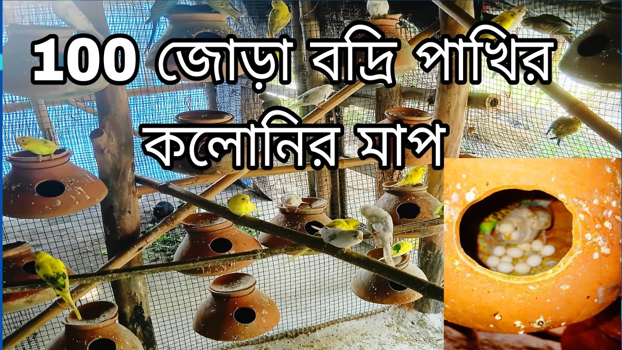 100 জোড়া বদ্রি পাখির কলোনির মাপ badri pakhi Palan - YouTube
