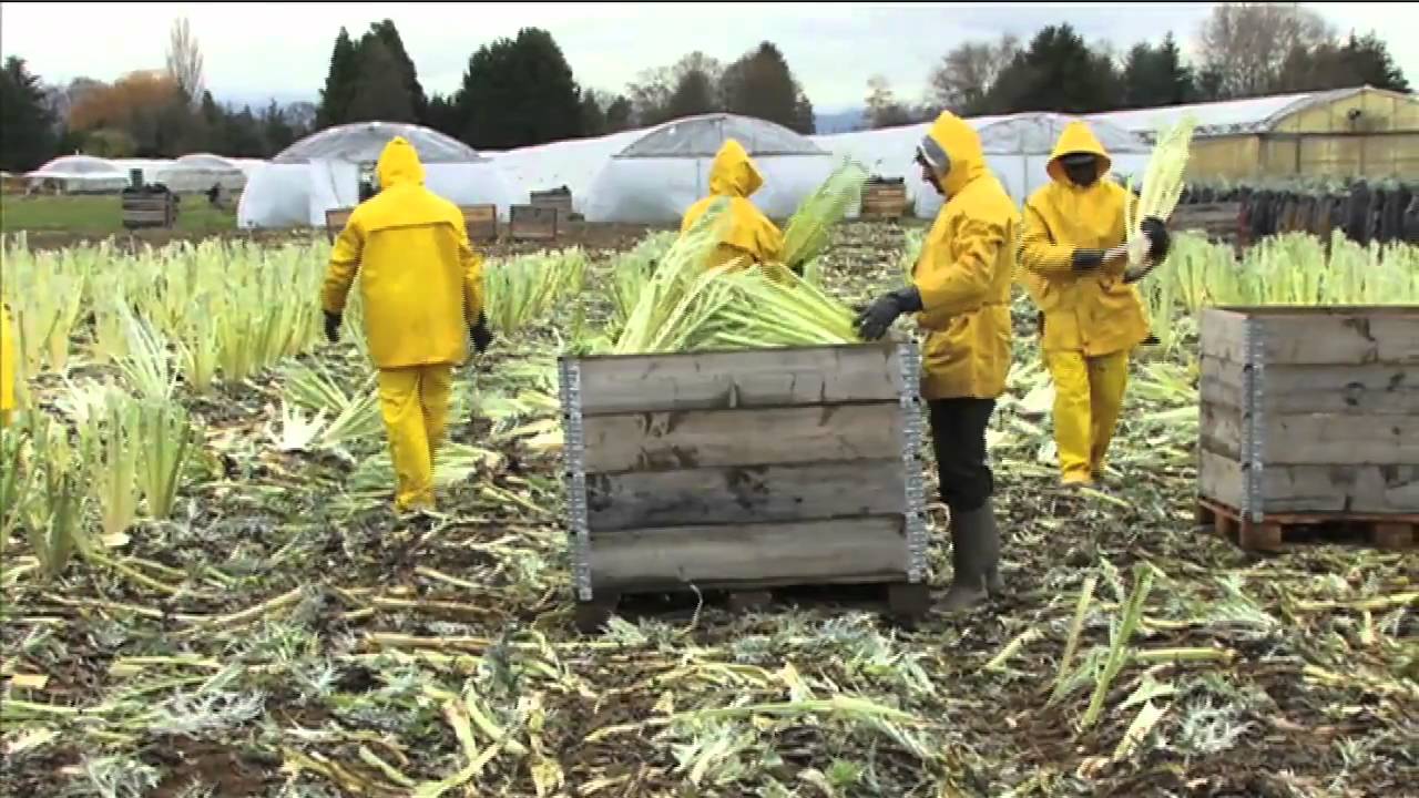 Le cardon épineux genevois - YouTube