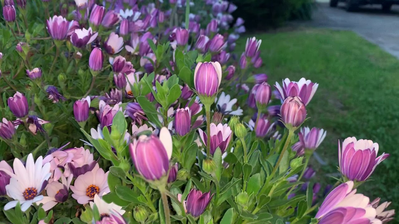 Flowers - YouTube