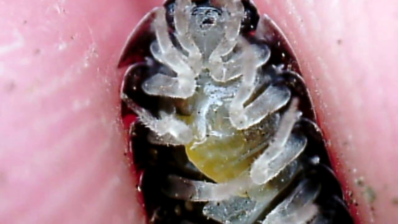 DigiMicro Mobile portable microscope - Long term ownership report ...