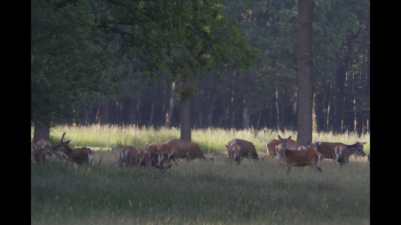 Edelherten 27 mei bij Staverden - YouTube