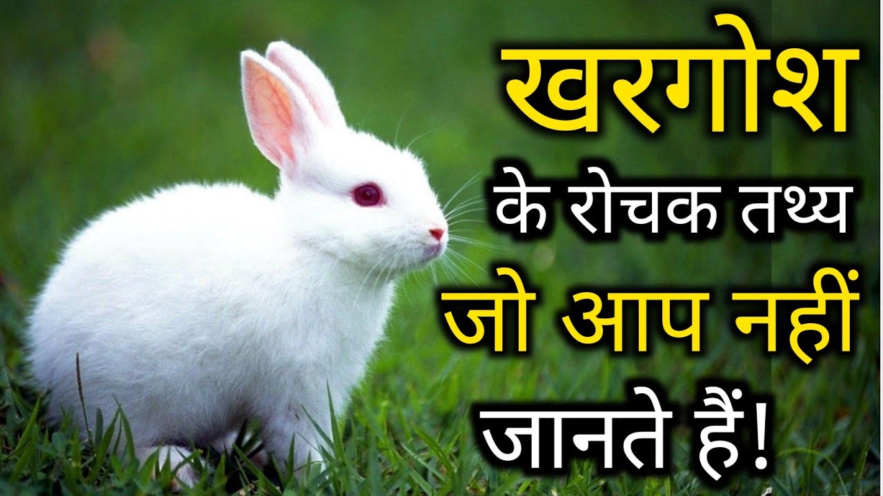 खरगोश के बारे में 15 रोचोक तथ्य | Amazing Facts About Rabbit In Hindi ...