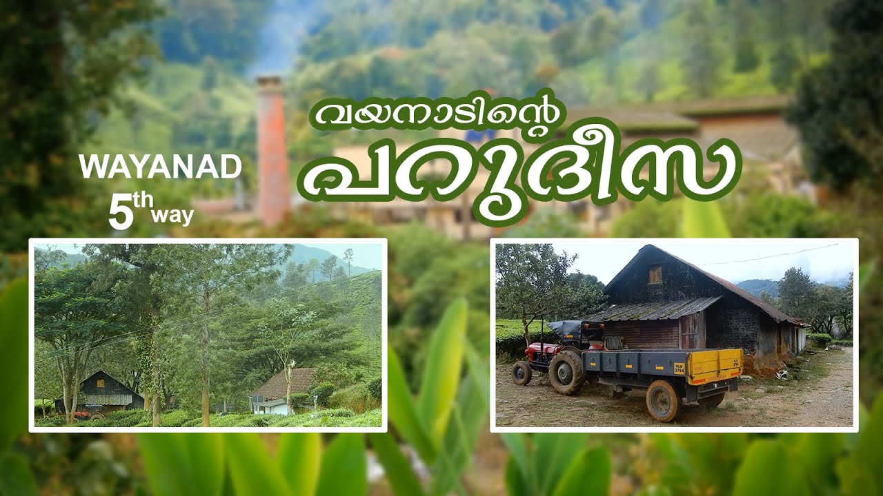 വായനാടിൻ്റെ പറുദീസ The Paradise of Wayanad #wayanad - YouTube