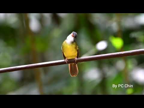 wow..! ngriwik si kapas kuyit