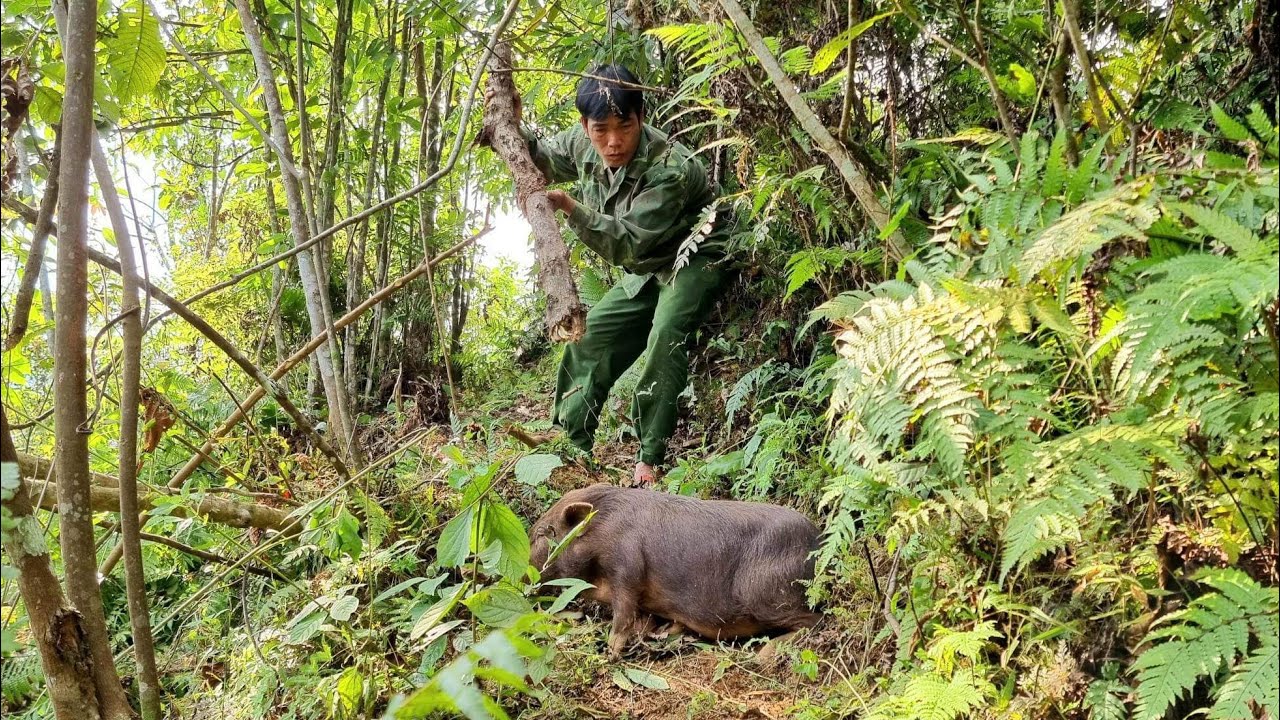 Wild boar trapping skills, finding food for wild boars, survival alone ...