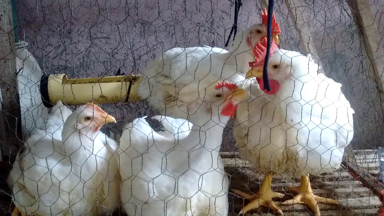 Pollos dándose 💏 besos - YouTube