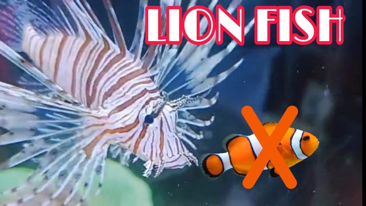 LION FISH - How to keep lion fish in aquarium #marine #aquarium - YouTube