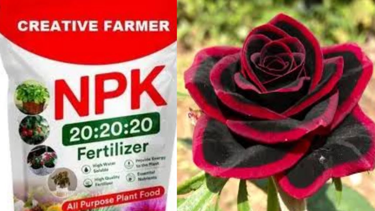 NPK Fertilizer How To Make NPK Foliar Fertilizer At Home NPK 20 20