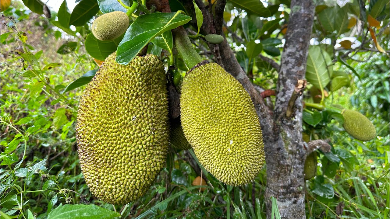 Food Forest Fruit Tree Farming, Regenerative Natural Farming - Monthly ...