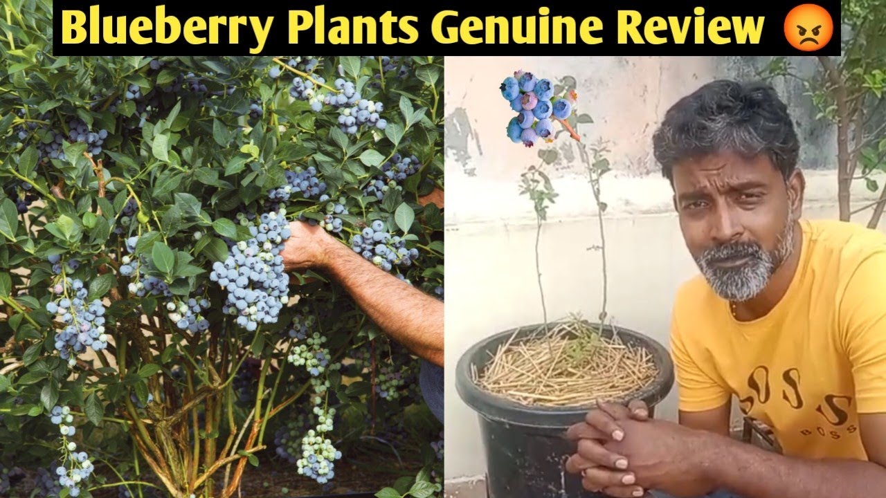 Blueberry Plant review and experience share by Growers from chennai ...