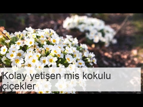 Bahçede ve balkonda yetiştirmek için 5 güzel kokulu çiçek