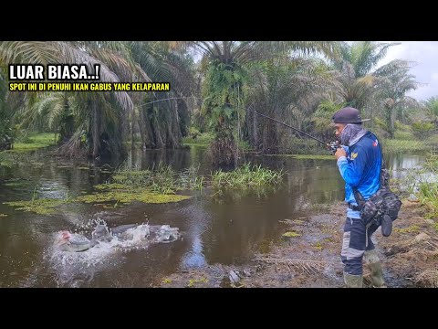 MUDAH NYA MANCING IKAN GABUS SAAT AIR MULAI SURUT || CASTING IKAN GABUS DI SPOT INTI
