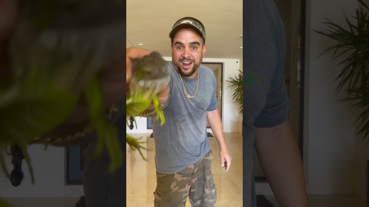 THE IGUANA DANCE ! 🕺🏾🦎 #iguanaremoval - YouTube