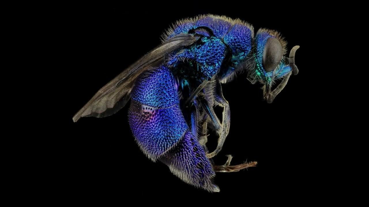 Insects Flapping Wings Sound Effect - YouTube