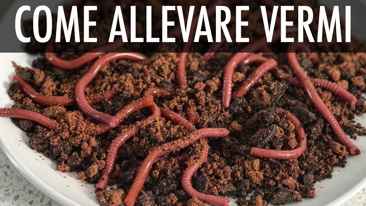 Come allevare vermi - cibo vivo per pesci - YouTube