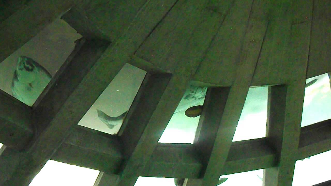 Underwater Dome at Seattle Aquarium - YouTube