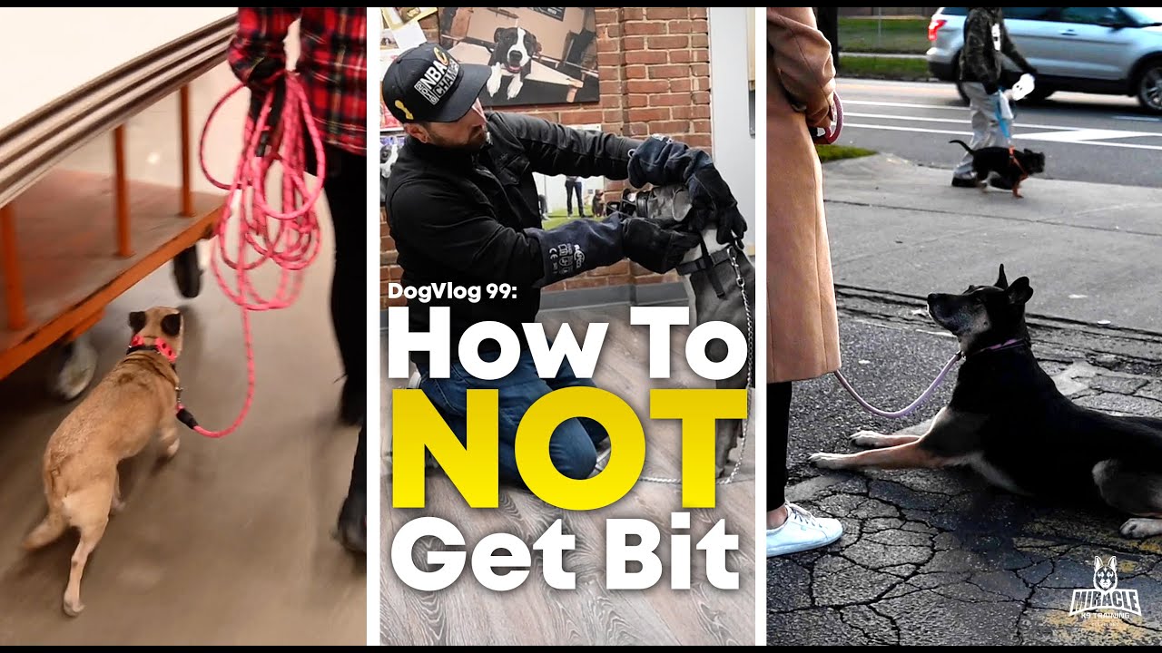 DogVlog 099: Exactly How To Fix Dog Reactivity And Fighting Dogs ...