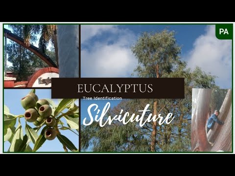 Eucalyptus tree Identification|Silviculture of trees| facts and ...