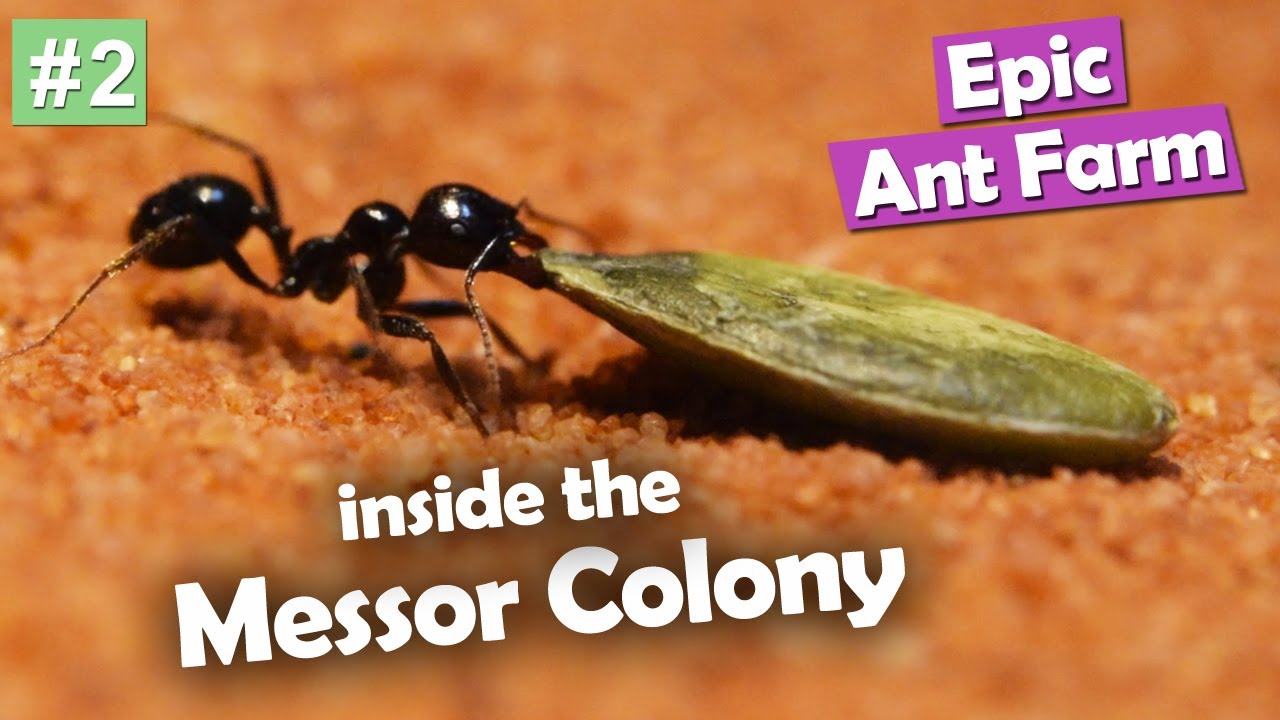 EPIC Ant Farm! Messor Barbarus Episode #2 - YouTube