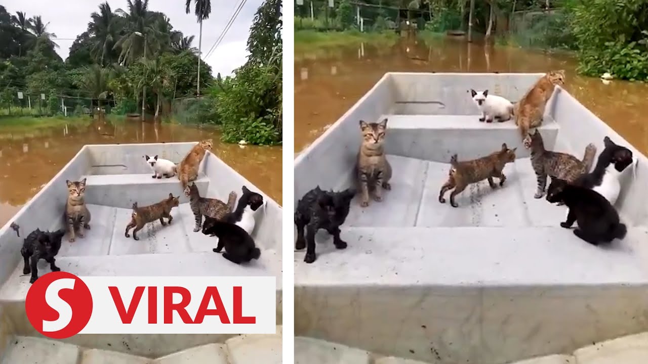 Eight cats rescued from floods - YouTube