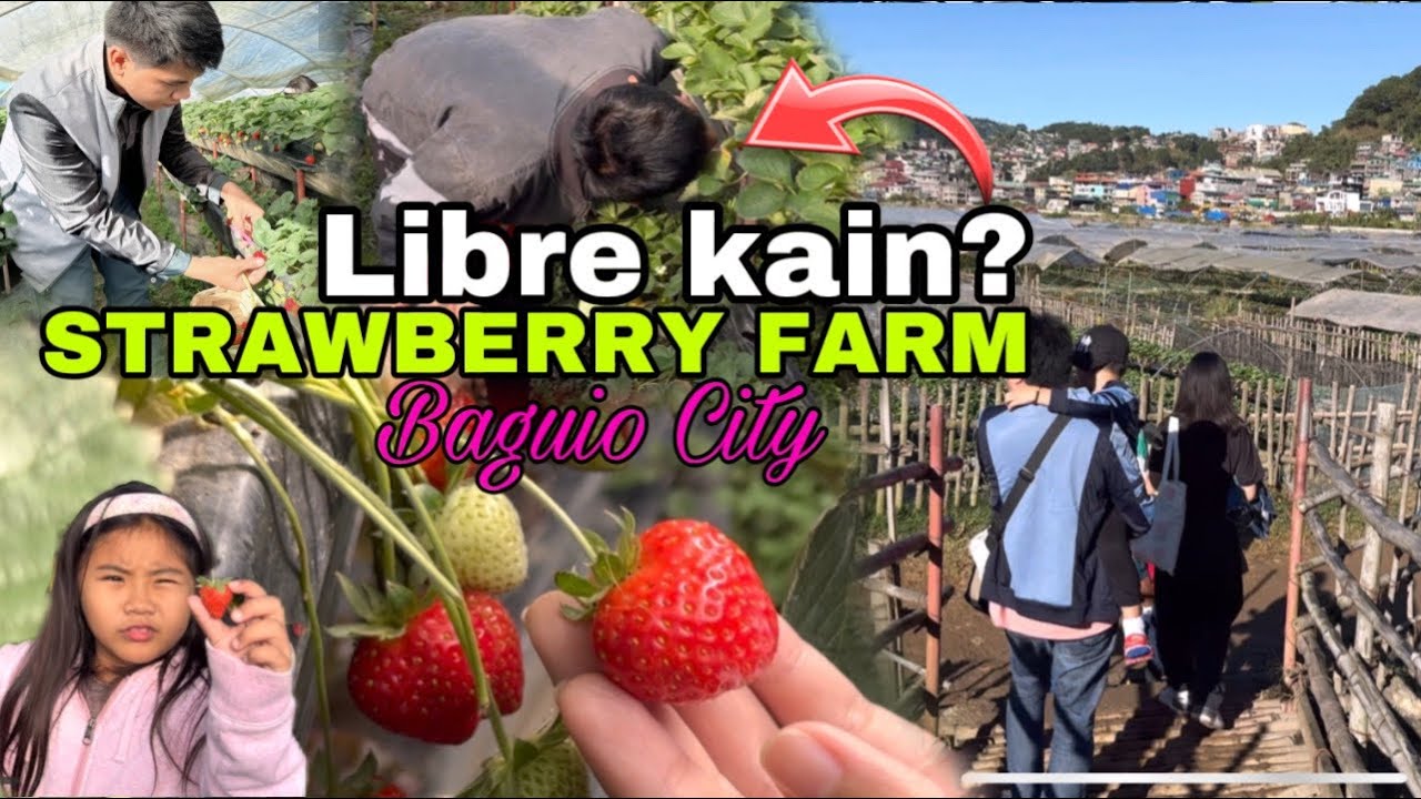 Pwedeng kumain? Straberry Farm in Baguio | 2024 - YouTube