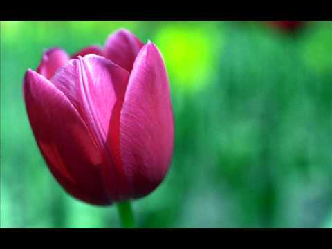GÜLÜMSE SEVGİLİM-ŞİİR KLİBİ