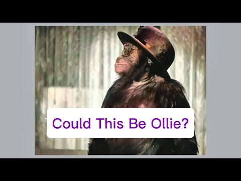 Laurel and Hardy: Ollie The Chimpanzee