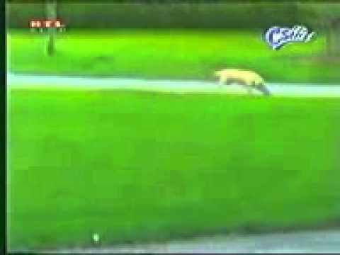 3 second dog fun.3gp