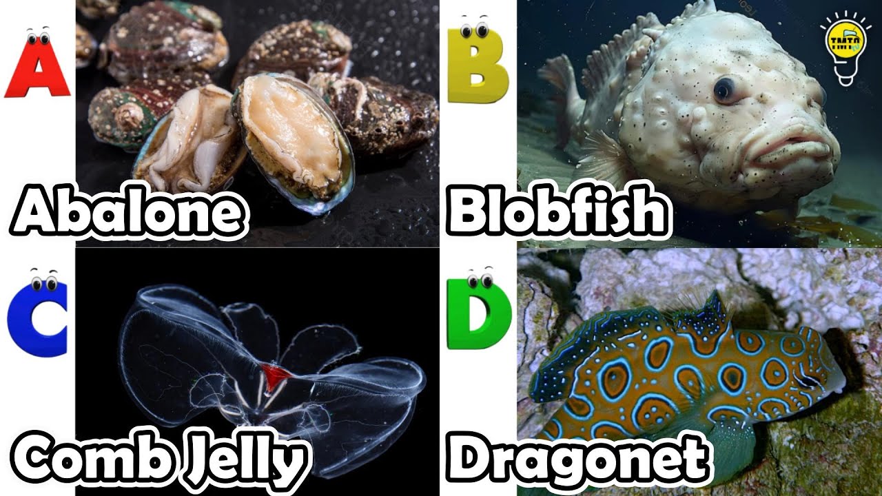 Learn Ocean Animal Names | ABC Sea Animals song | Most Popular Sea ...