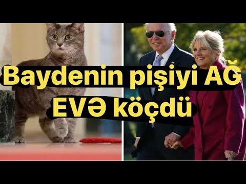 Baydenin pişiyi AĞ EVƏ köçdü