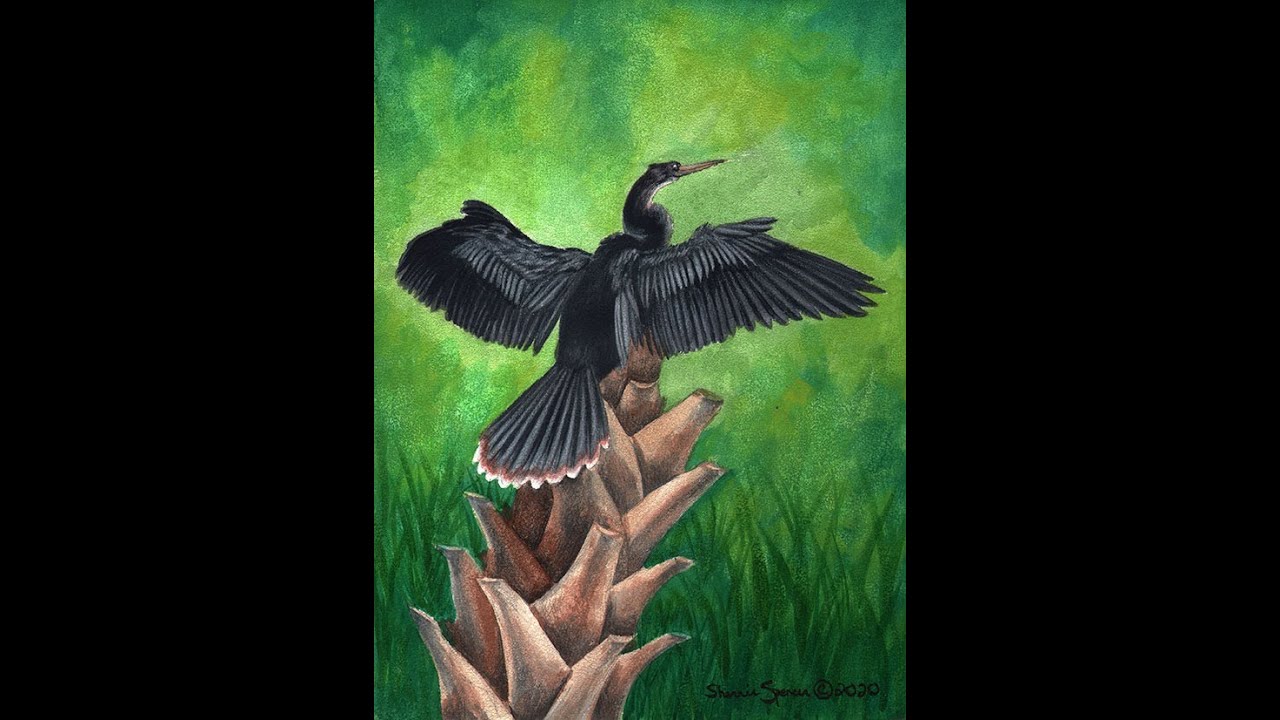 Painting an Anhinga (snake-neck bird) - YouTube