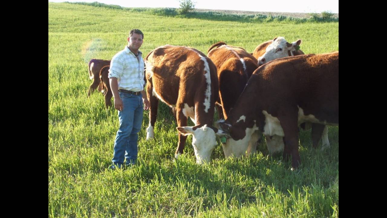Cow and Farmar - YouTube