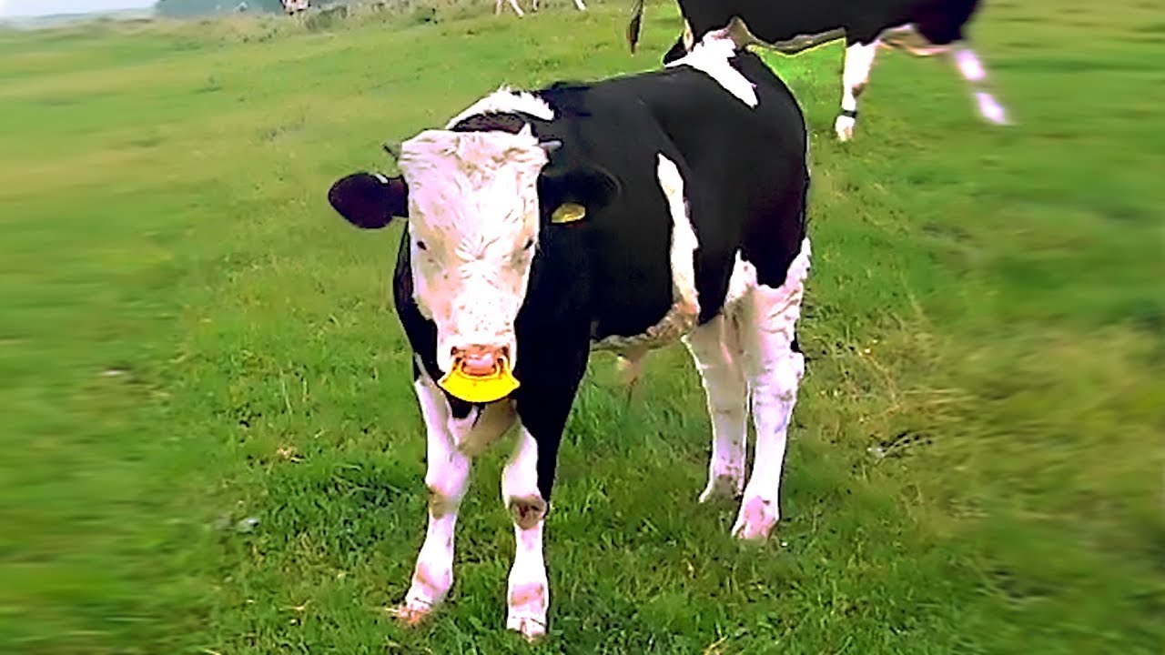 WHATS in the CALF'S NOSE!? Ethical Dairy farming | The Hoof GP - YouTube