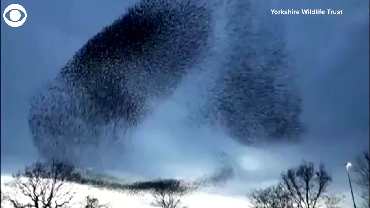 Web Extra: Beautiful Sight As Starlings Fly In Formation - YouTube