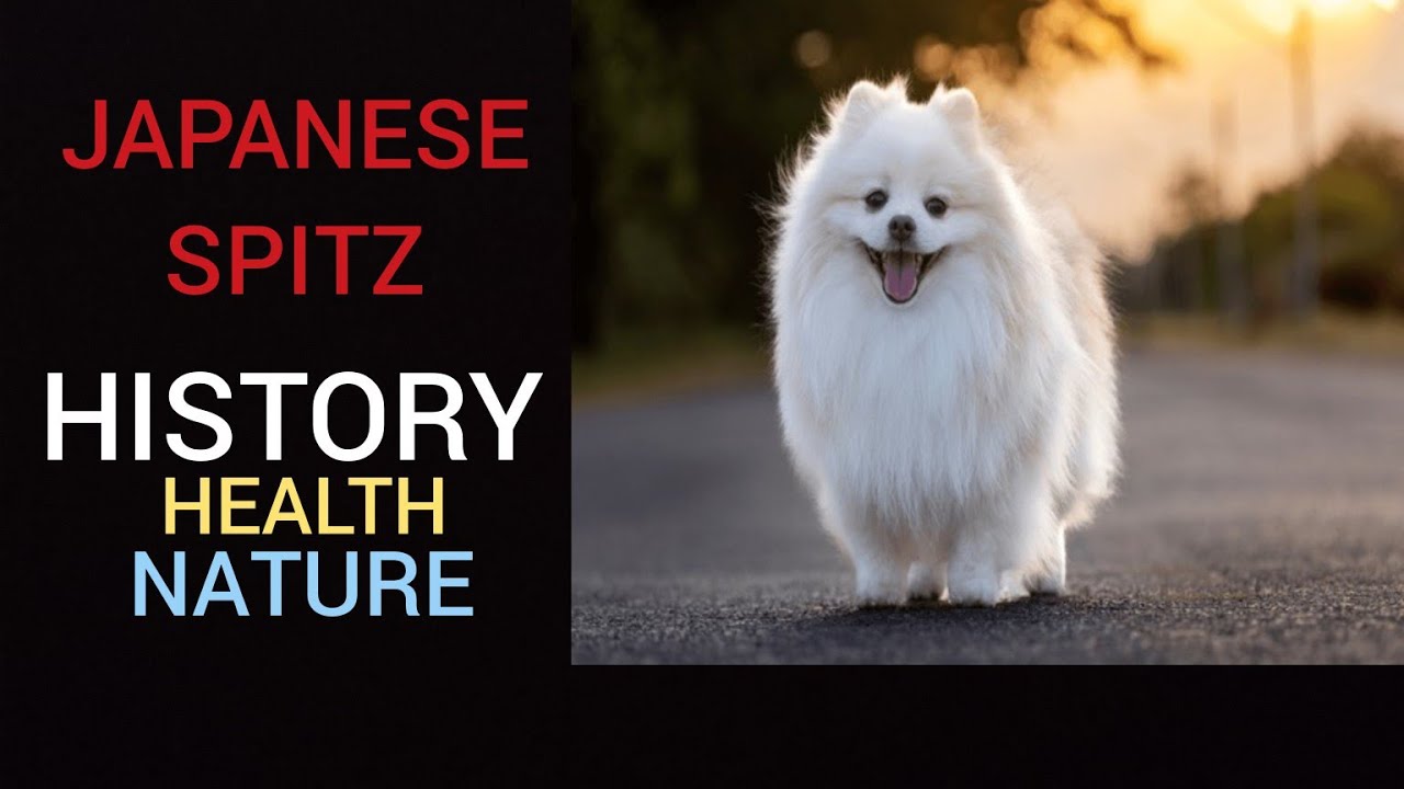 Japanese Spitz||History||Health||Nature||BEST DOG||HISTORY||AJCHANNEL ...