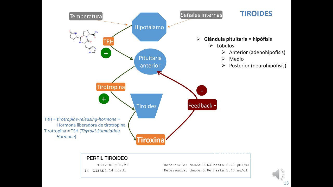 Unidad 7 2020 Comunicación Hormonal Clase 1 - YouTube
