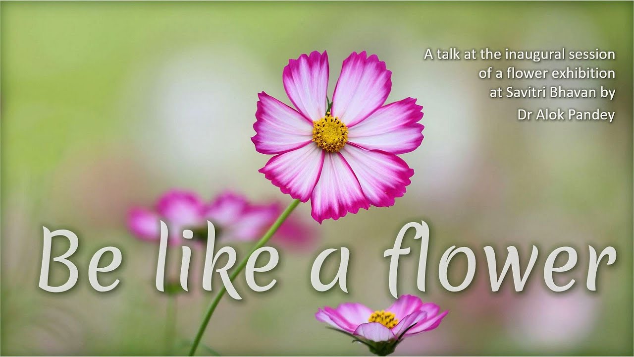 "Be Like a Flower" - the lessons they teach us (TE 255) - YouTube