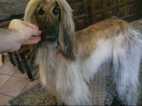 The postman always spoils your dog training