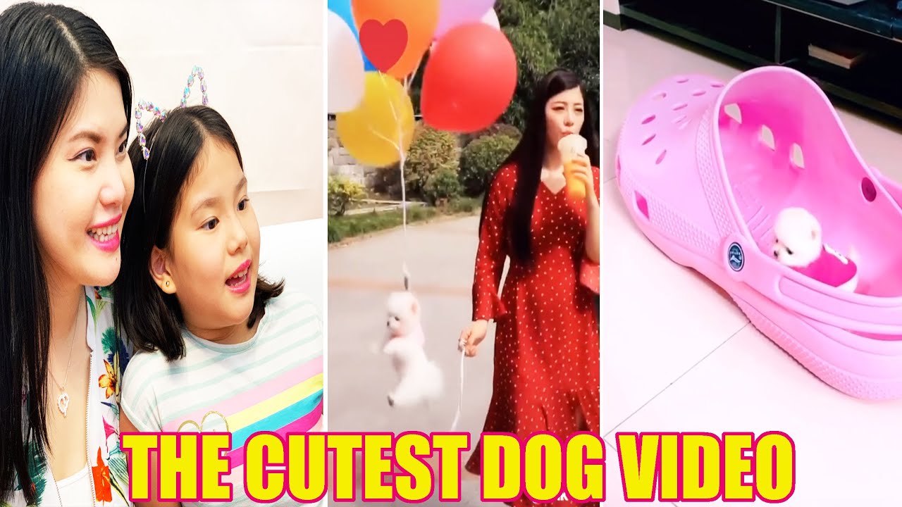 All Star Family Reaction to Cutest Dog on tik tok - Cutest Puppies ever ...