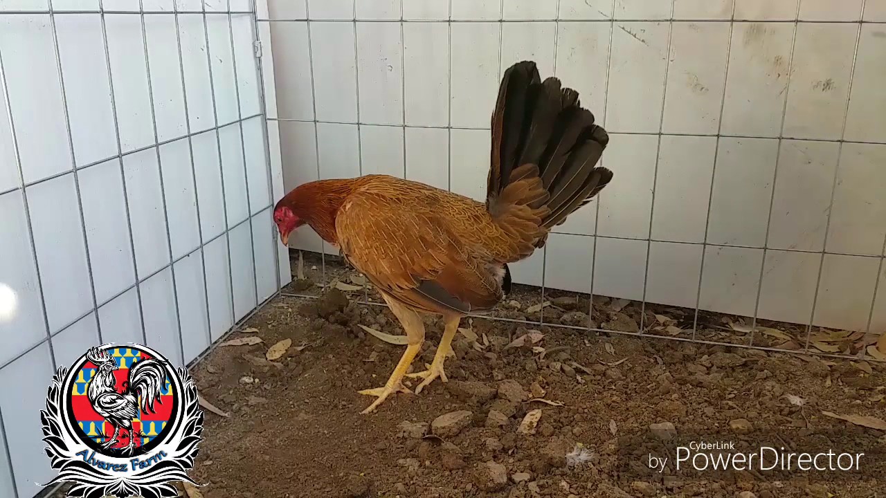 Gallina Sweater - YouTube