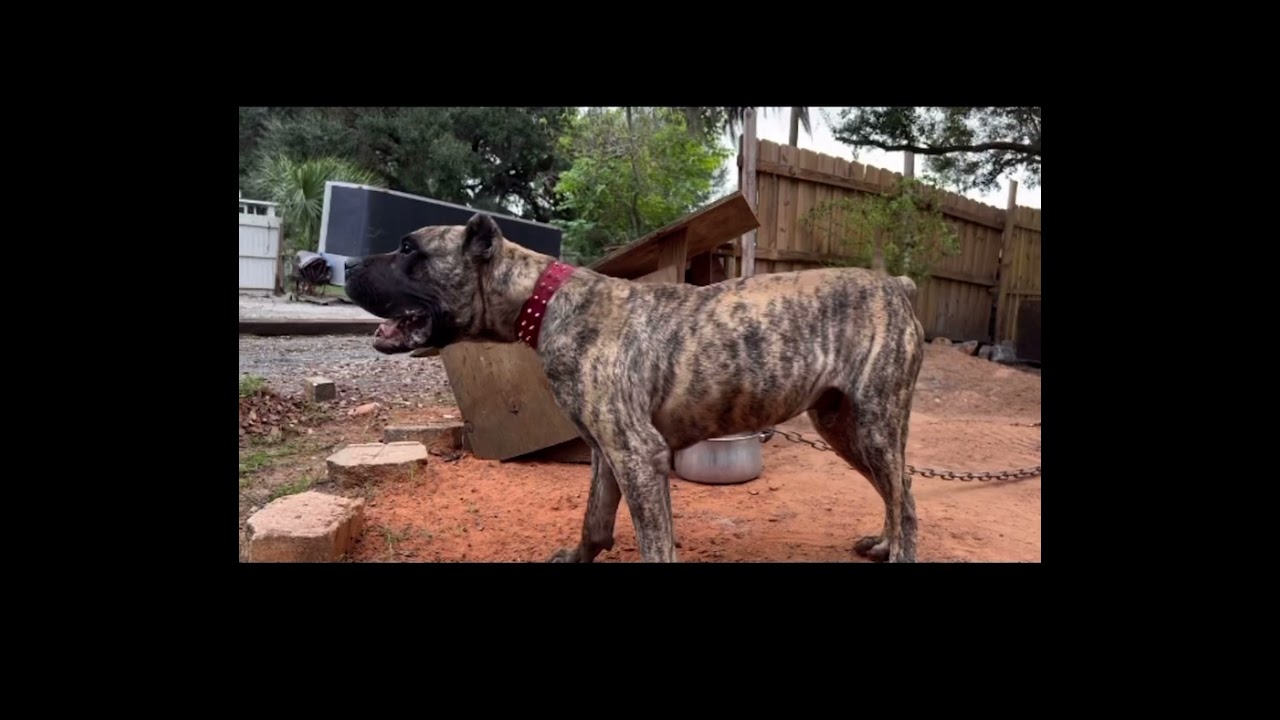BIG DEBO TGE PRESA CANARIO - YouTube