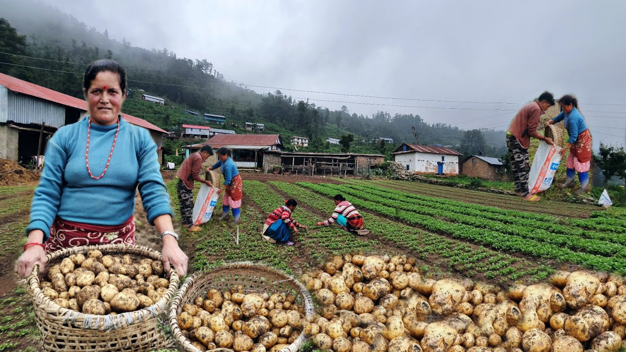 Beautiful Village Activities || Big Organic Vegetables Farming Area Of ...
