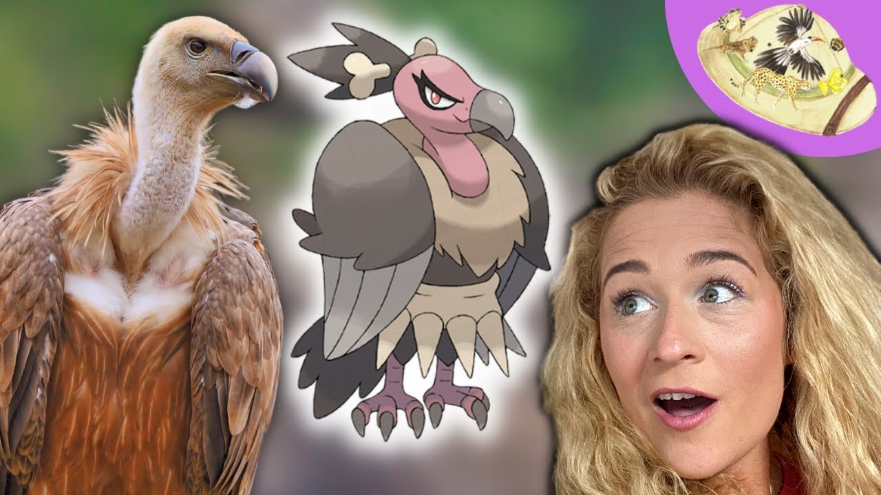 Real Pokemon Biology of Mandibuzz for Vulture Awareness Day - YouTube