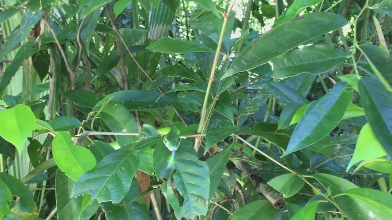 Edwin’s Manuel Antonio Nature Tours - False Parrot Snake - Manuel ...