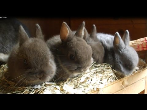 Netherland Dwarf Cute Adorable Baby Rabbits Babies - YouTube