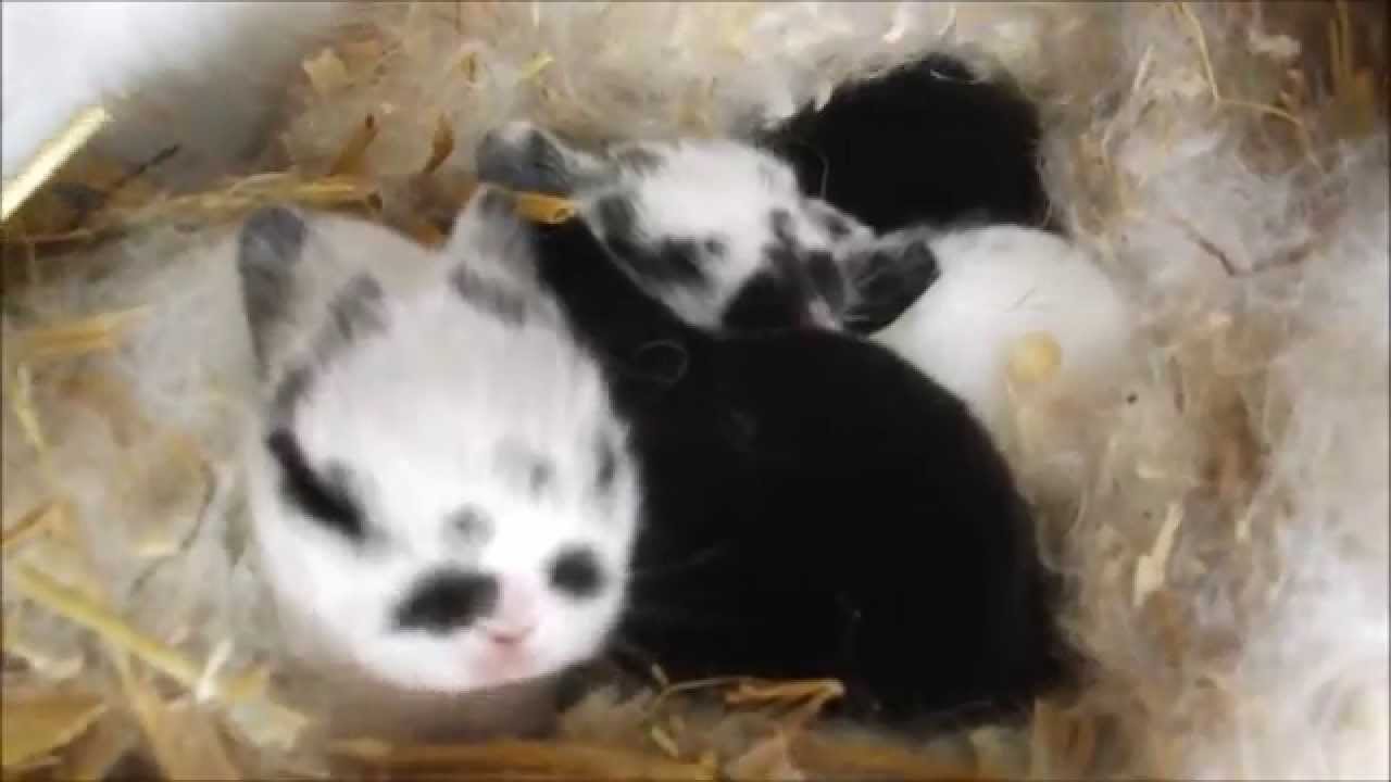 Netherland Dwarf Cute Adorable Baby Rabbits Babies - YouTube