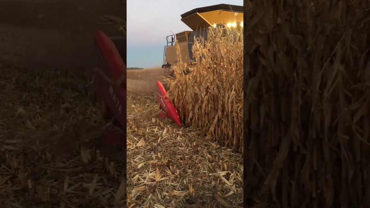 See the precision of the Maya America Corn Head - YouTube