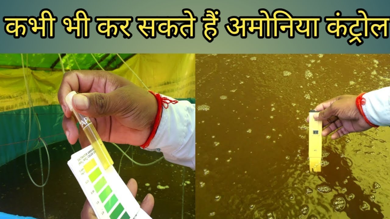 ammonia control only 18 days || PH & TDS check - YouTube