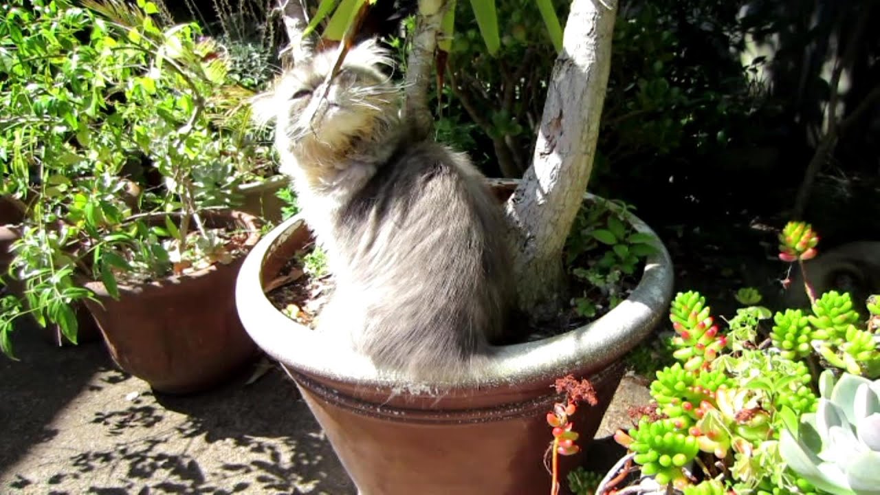 14 07 24 Mythicbells Persians Yeti Cat Sanctuary Tour - YouTube