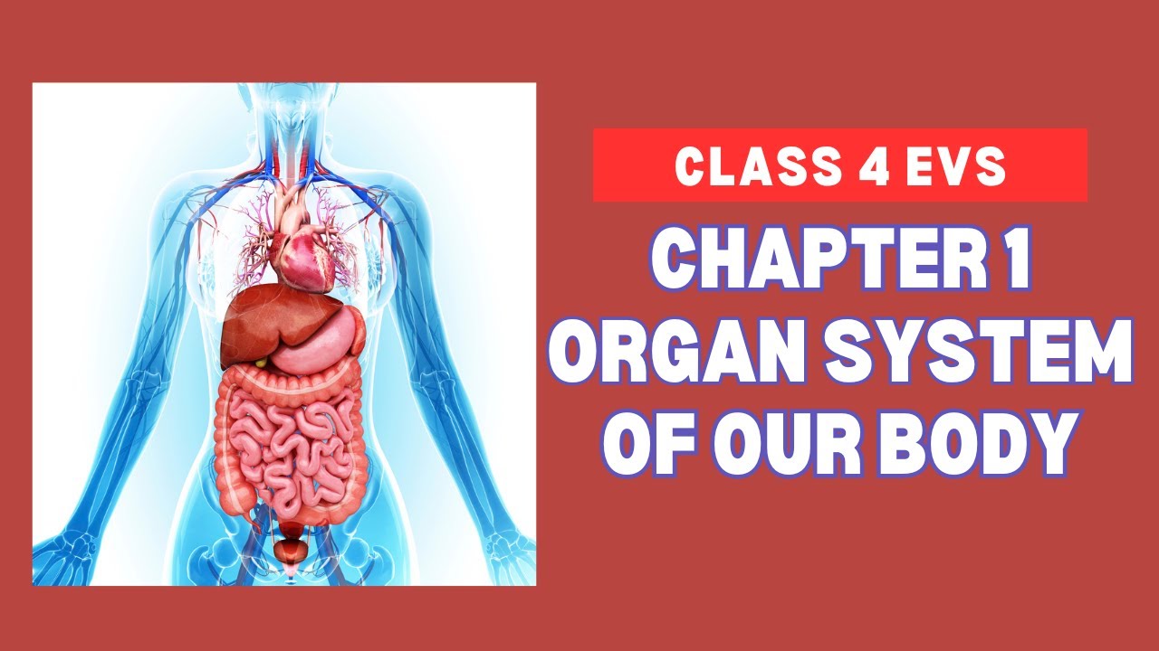 Class 4 EVS Chapter 1- Organ System of our Body @kidsknowledgepoint ...